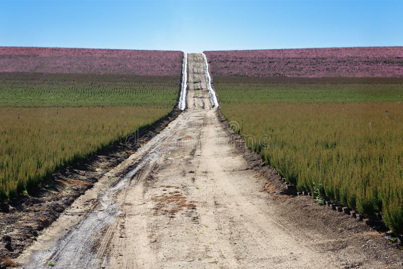 Heather Field stock image. Image of natural, agriculture - 8715607
