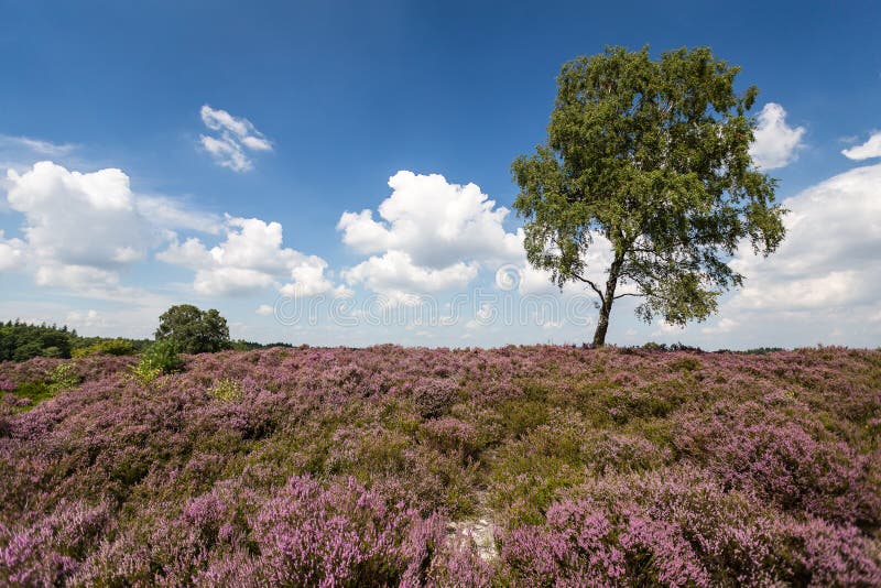 Heather field stock photo. Image of clear, netherlands - 58312046