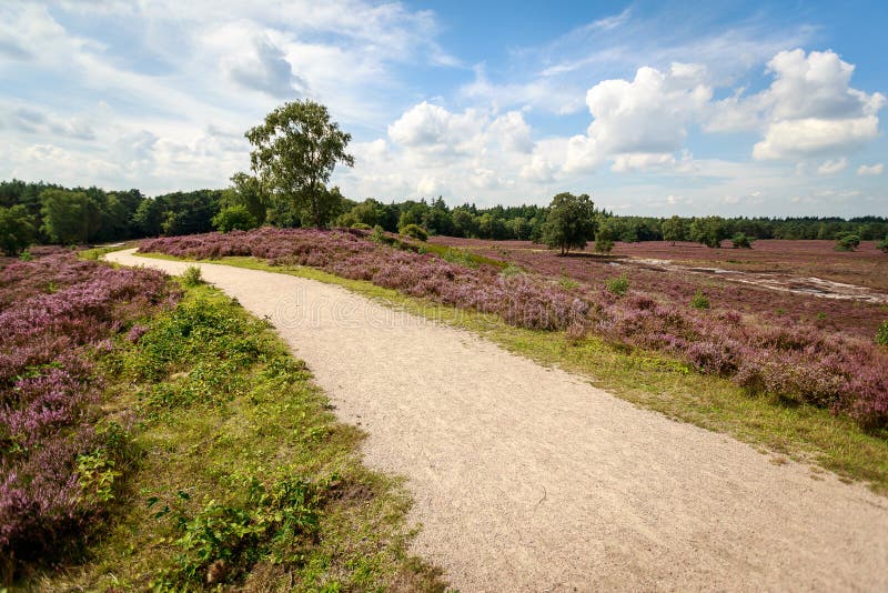 Heather field stock image. Image of grass, blossom, nature - 58312031