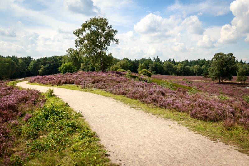 Heather field stock image. Image of destination, hill - 58312033