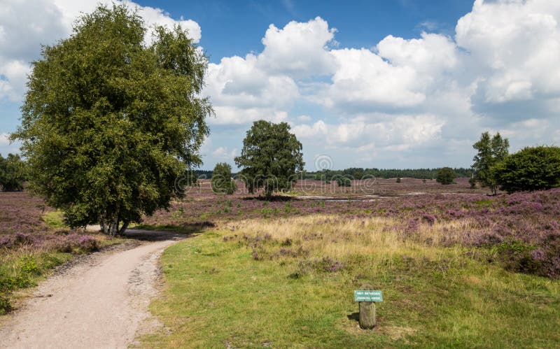 Heather field stock photo. Image of people, outside, outdoors - 58312070