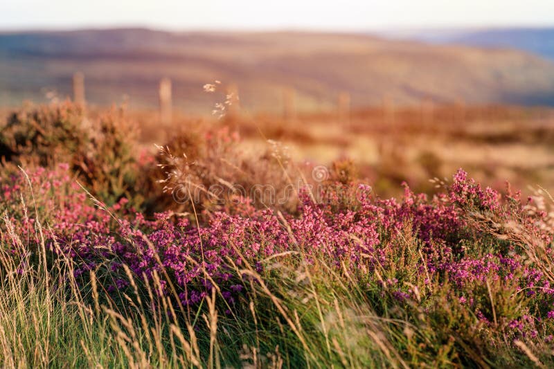 Heather Field in the Peak District at Sunset in Summer Day Stock Image ...