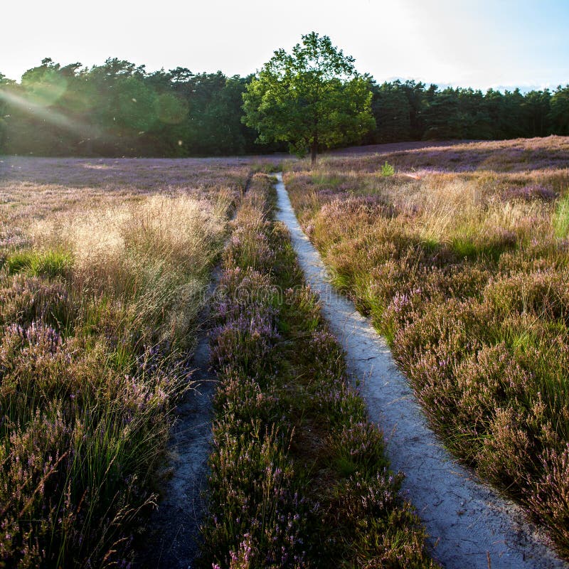 Heather Field with Sand Dusty Road Stock Image - Image of landscape ...