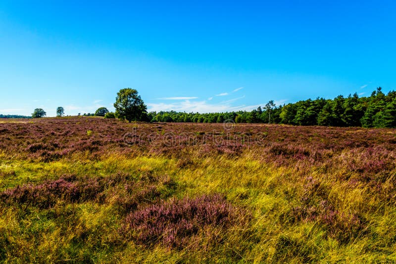 Heather Fields with Blooming Purple Calluna Heathers on the Elspeedse ...