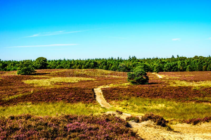 Heather Fields with Blooming Purple Calluna Heathers on the Elspeedse ...