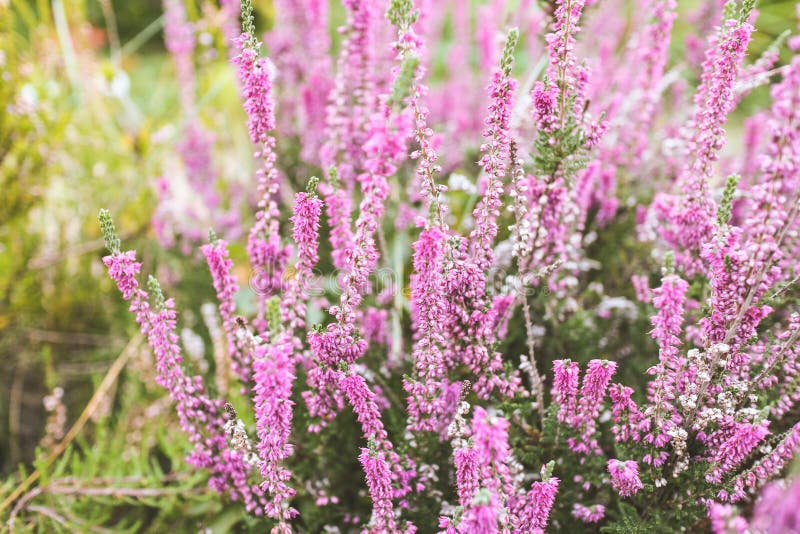 Heather Flower in the Field Stock Photo - Image of awareness, earth ...