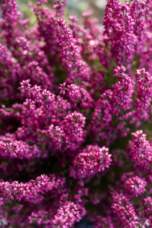 Heather Flower in the Garden Stock Photo - Image of heather, flora ...