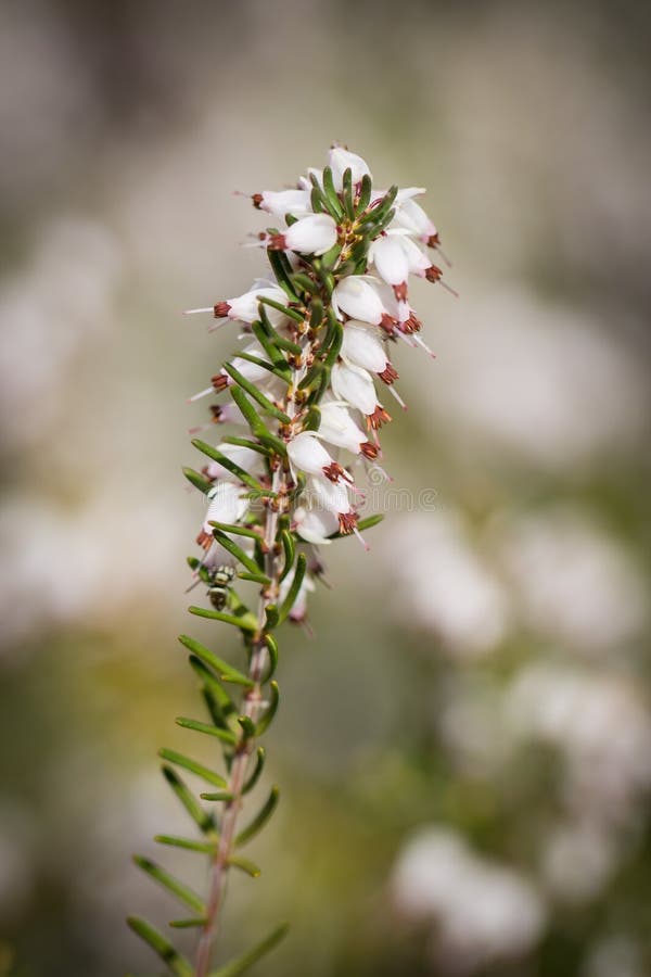 Heather flower stock photo. Image of fragrance, petal - 39494766