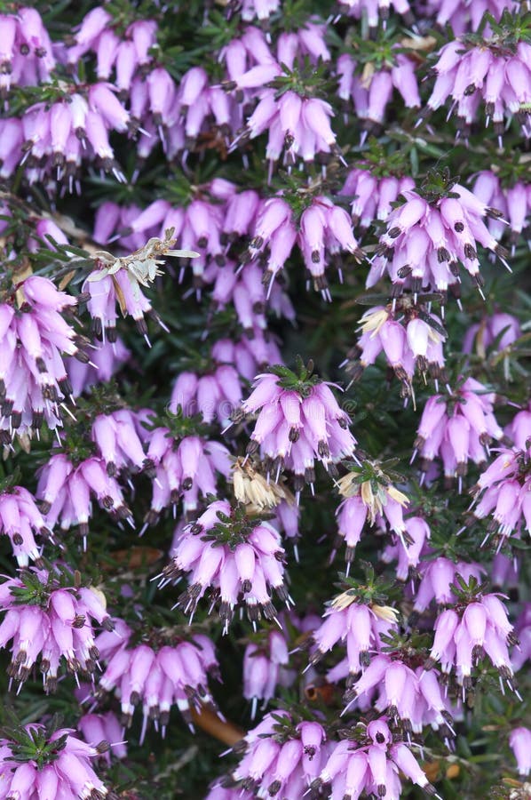 Heather flowers stock image. Image of heather, flora - 13598637
