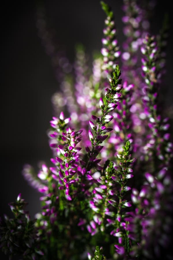 Heather Flowers. Floral Design Stock Image - Image of design, petal ...