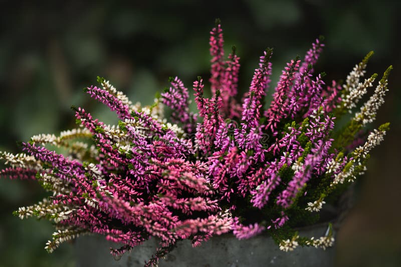 Heather Flowers in Bloom Close Up Stock Image - Image of design ...
