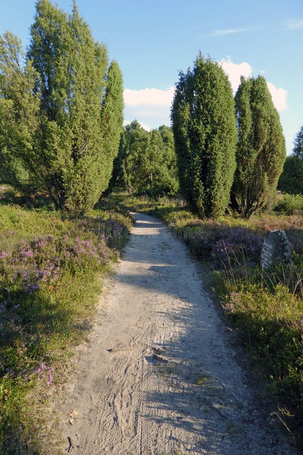 Heather Flowers Blossom in August Stock Photo - Image of pink, flowers ...