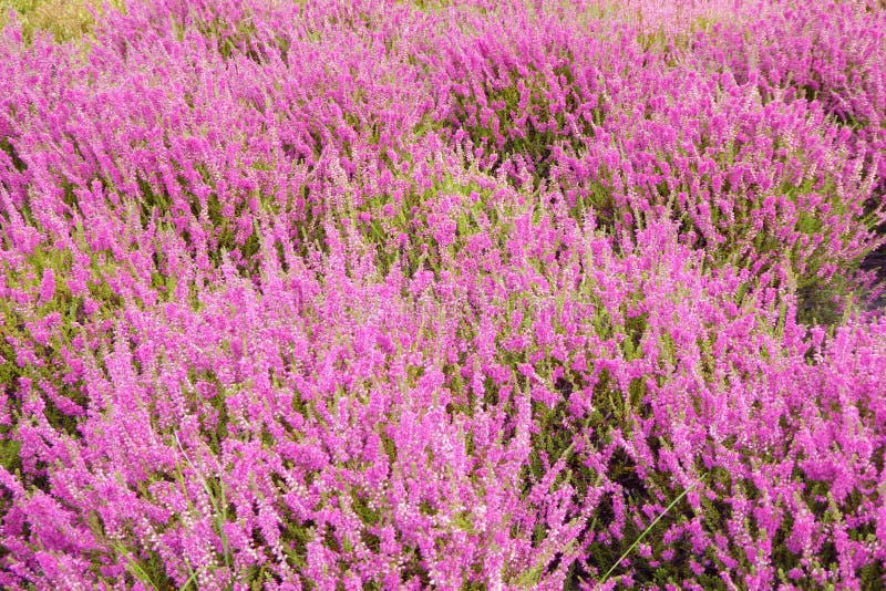 Heather Flowers Blossom in August Stock Image - Image of botany, grass ...