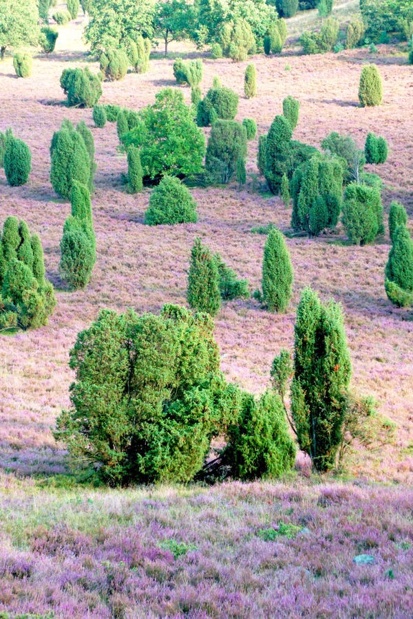 Heather Flowers Blossom in August Stock Photo - Image of color, purple ...