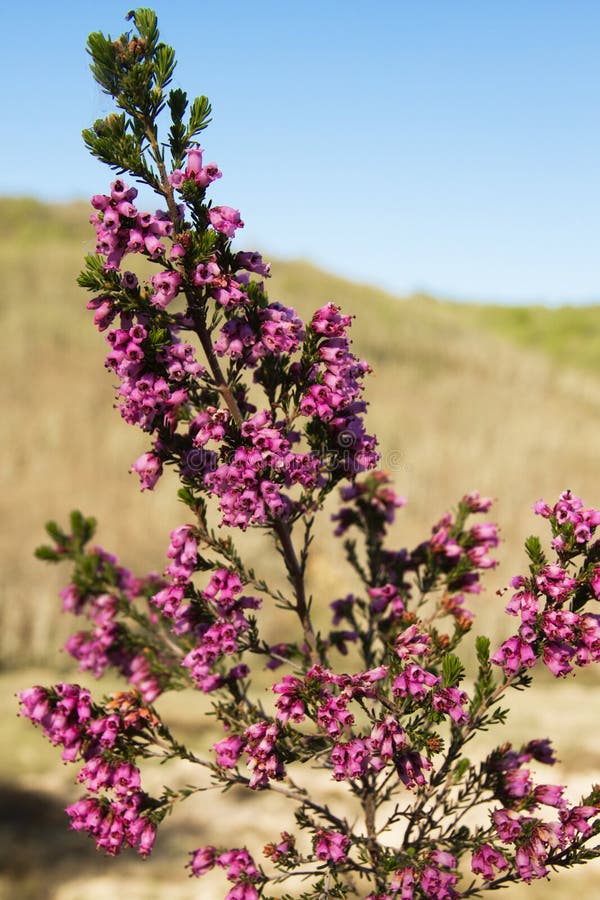 Heather Flowers stock image. Image of species, spain - 35296697