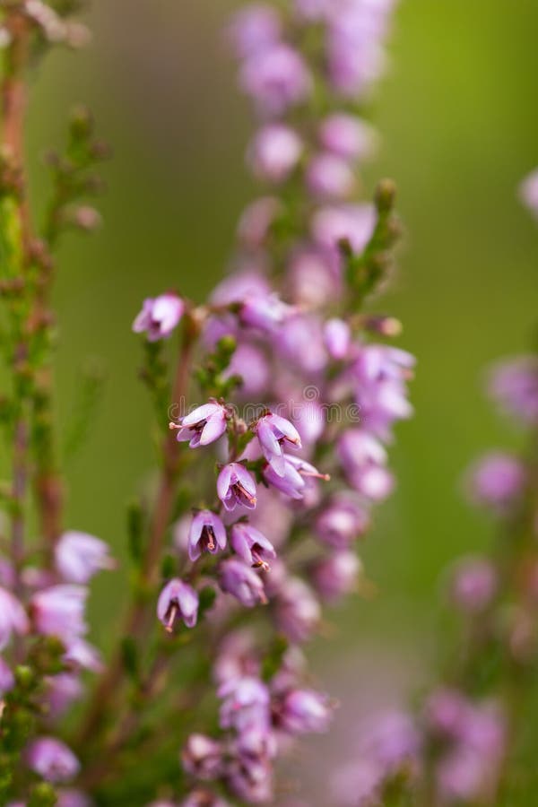 Heather flowers close up stock photo. Image of purple - 33008398