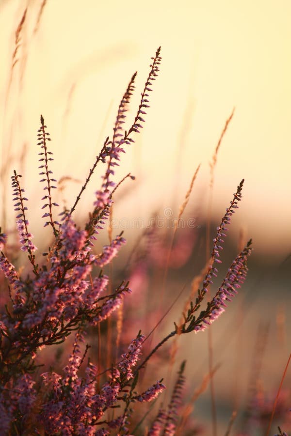 Heather Flowers Close Up at Sunset Stock Photo - Image of purple ...