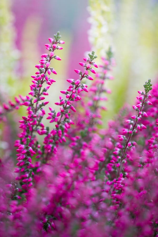 Heather flowers stock photo. Image of countryside, flora - 59929022