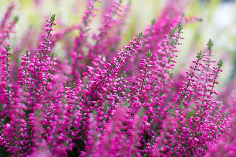 Heather flowers stock image. Image of bunch, beauty, countryside - 59929911