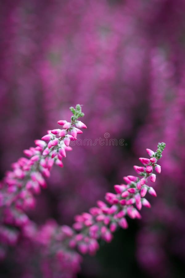 Heather flowers stock image. Image of flowering, green - 59929847