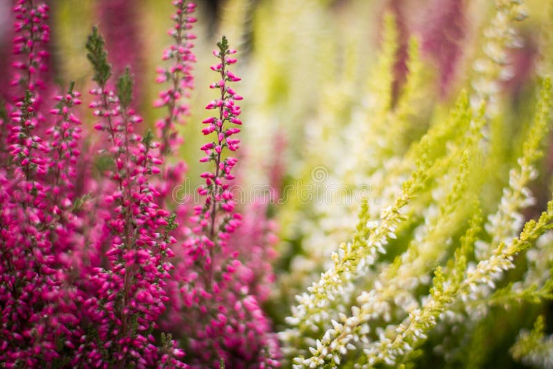Heather flowers stock image. Image of bunch, beauty, countryside - 59929911