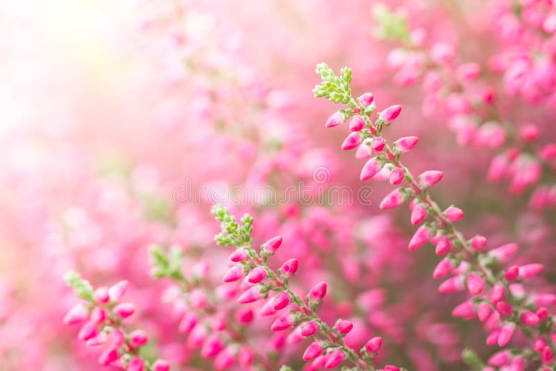 Heather flowers stock image. Image of flower, colorful - 59930249
