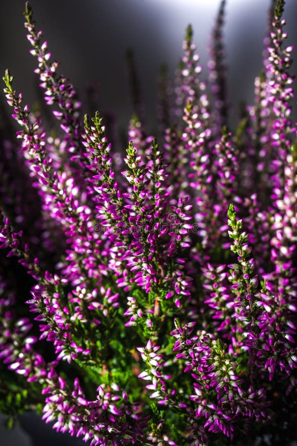 Heather Flowers. Floral Design Stock Image - Image of design, petal ...