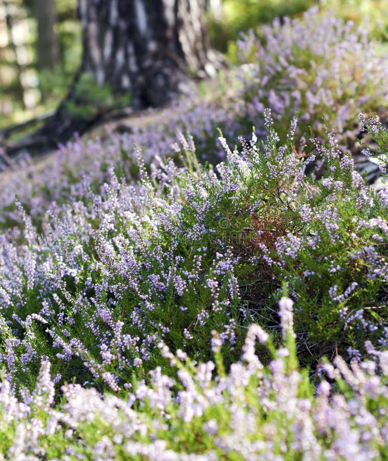 Common heather stock image. Image of nature, angle, moorland - 30258059