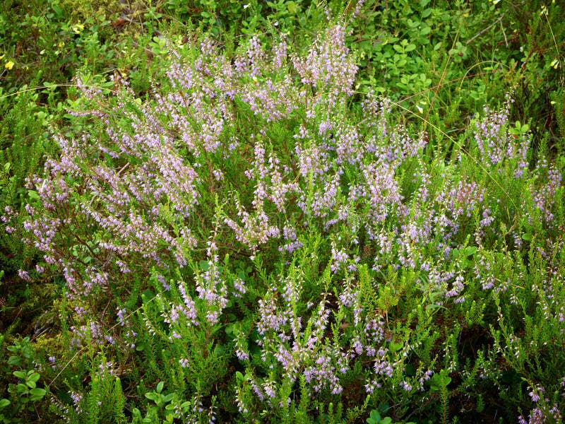 Heather Flowers in a Forest Stock Image - Image of pink, natural: 75367559