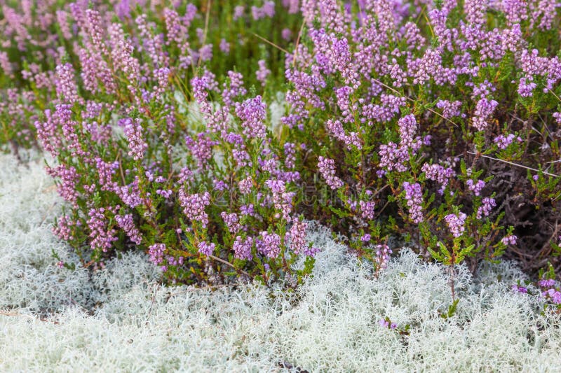 Common heather stock image. Image of nature, angle, moorland - 30258059