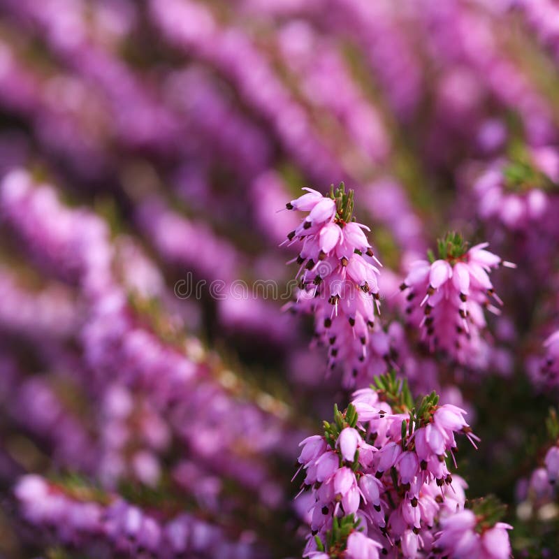 Heather Flowers. Purple Calluna Stock Photo - Image of countryside ...