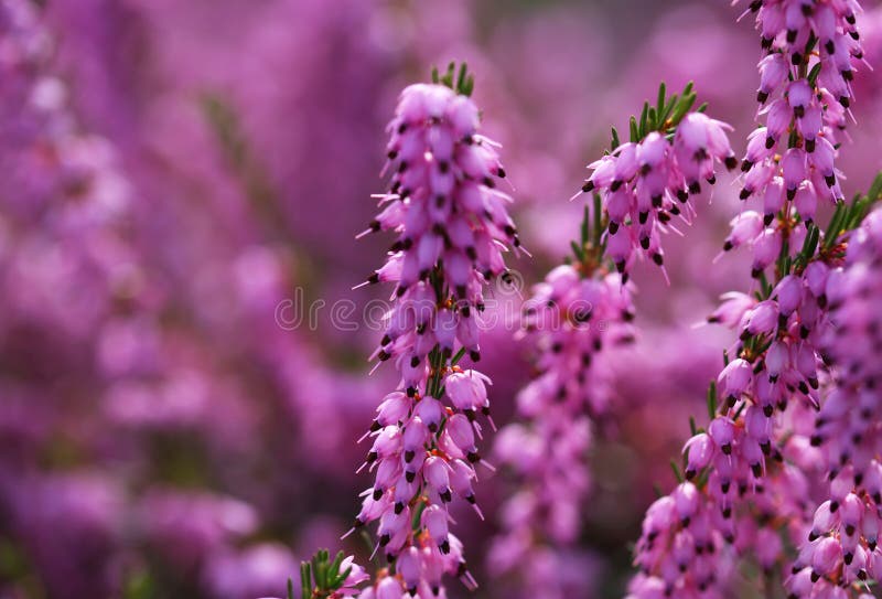 Heather Flowers. Purple Calluna Stock Image - Image of calluna, field ...