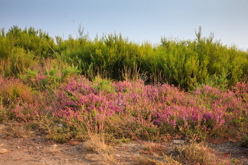Spanish countryside stock image. Image of bright, rural - 74020199