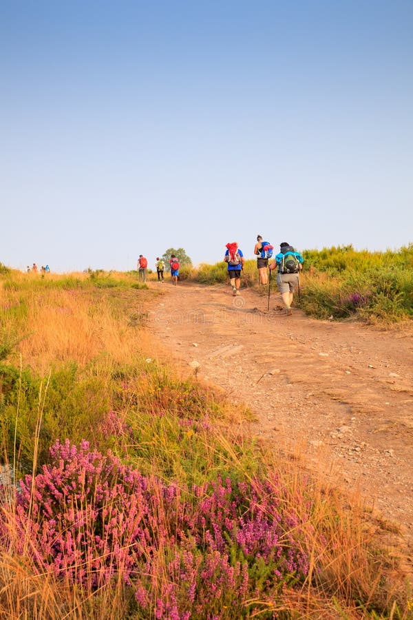 Heather Flowers in the Spanish Countryside Editorial Photo - Image of ...