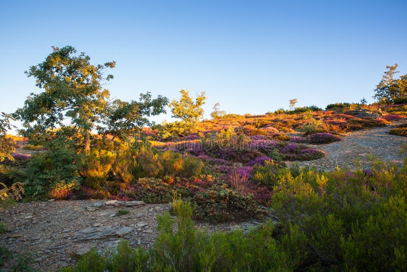 Heather Flowers in the Spanish Countryside Stock Image - Image of ...