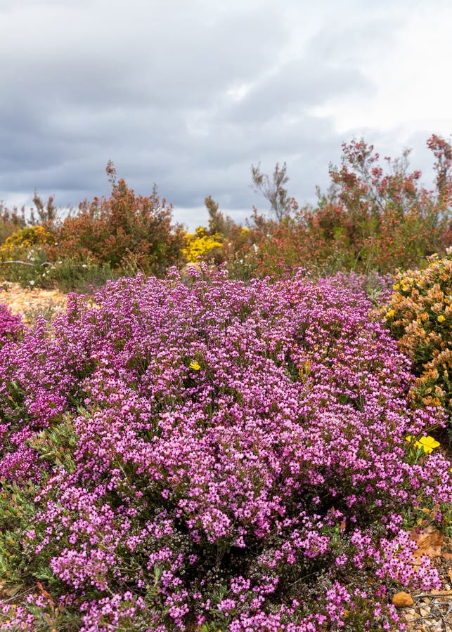 Heather with Flowers in Spring Stock Photo - Image of flowers, nature ...
