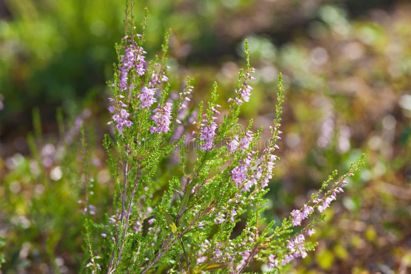 Heather in forest stock photo. Image of petal, beauty - 27397548