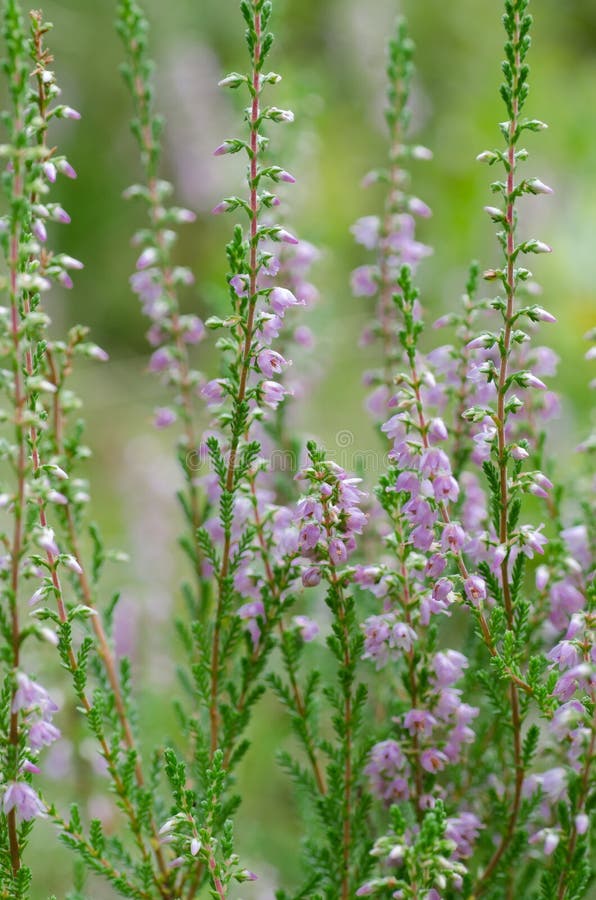 Heather in forest stock image. Image of blossom, flora - 43491725