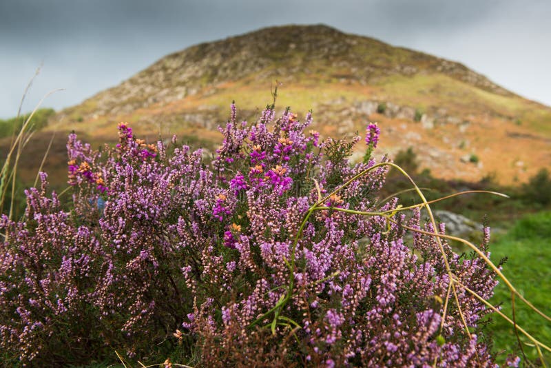 Heather in Front of a Mountain Stock Image - Image of travel, britain ...