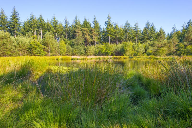 Heather and Grass Along the Edge of a Lake Under a Blue Sky in Bright ...