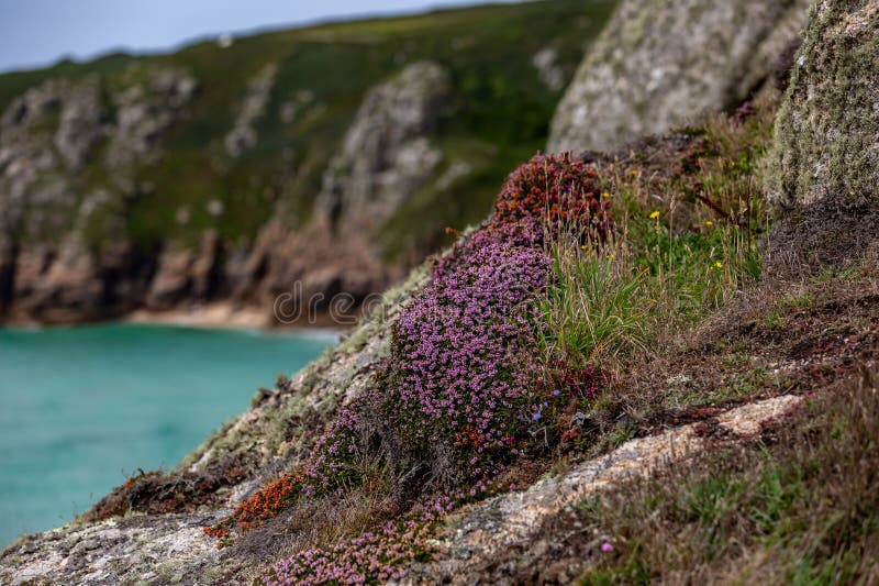 Heather Growing on a Cornish Cliff, with a Shallow Depth of Field Stock ...