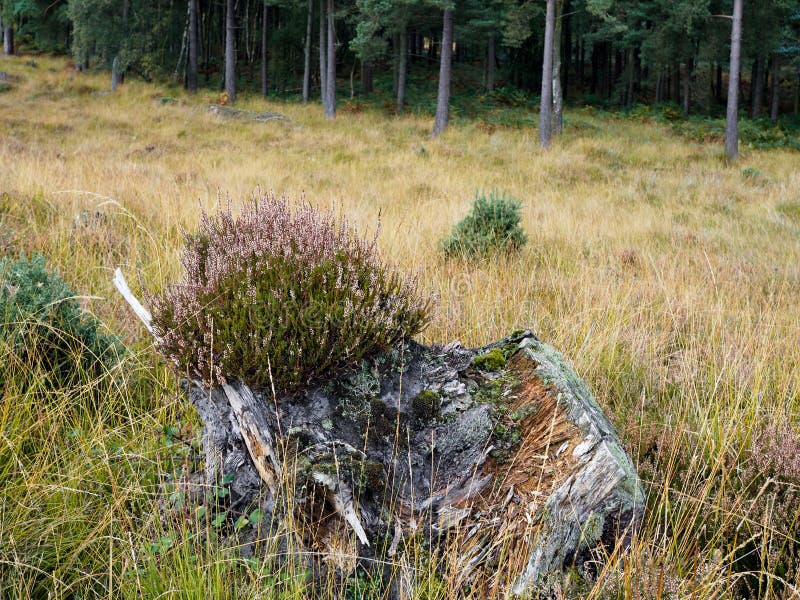 Heather Growing on a Tree Stump Stock Photo - Image of colours ...