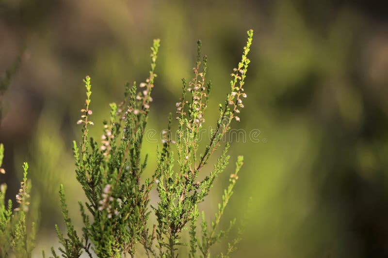 Heather stock image. Image of bush, blue, backgrounds - 43729373