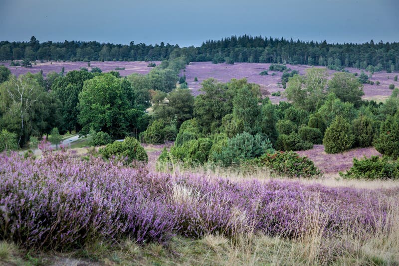 Heather Hills in North Germany Stock Image - Image of germany, heide ...