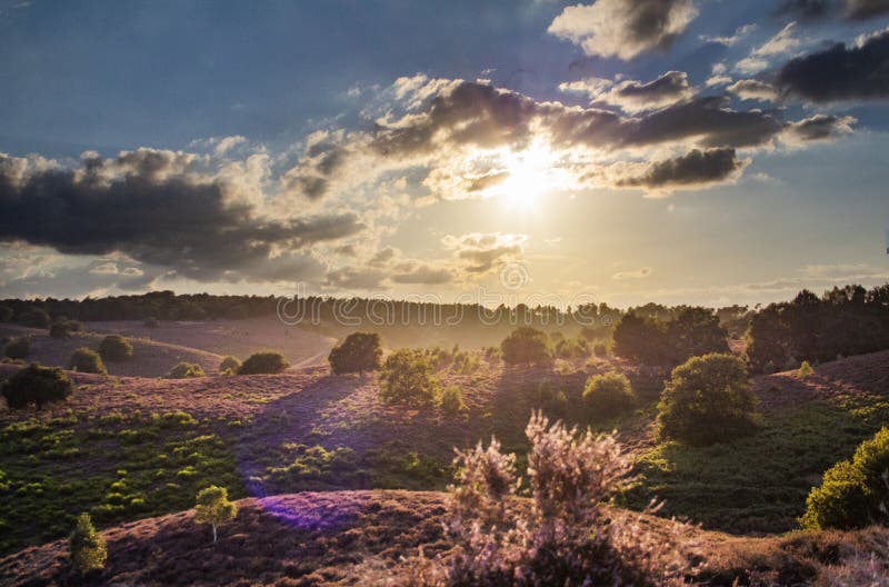 Heather hills sunset stock image. Image of sunrise, dawn - 233605755