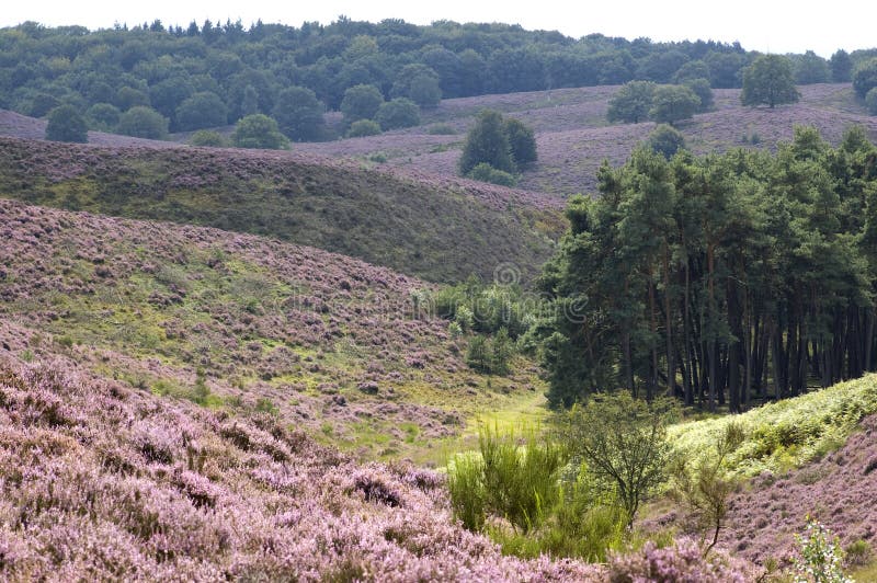 Heather Path stock image. Image of flower, heath, garden - 4371439