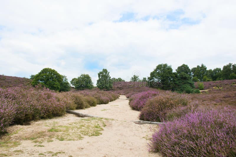 Heather Landscape with Stary Sky Stock Image - Image of tree, grass ...