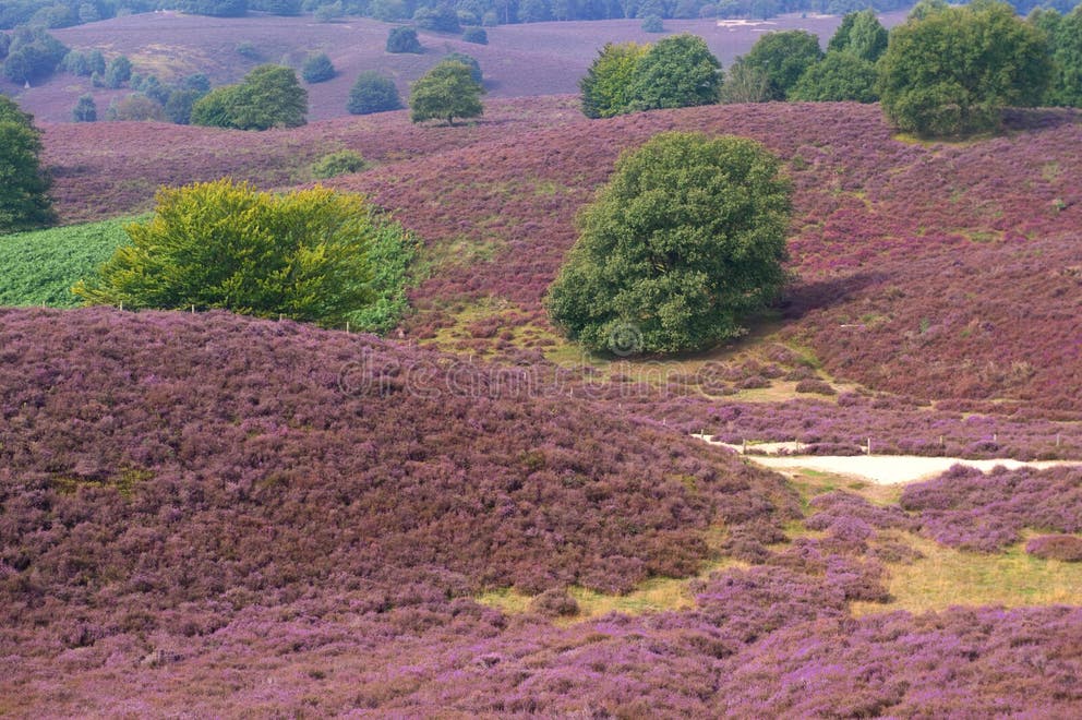 Heather landscape stock image. Image of flowers, sand - 33487289