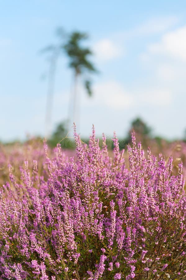 Heather in landscape stock image. Image of outdoors, purple - 33487283