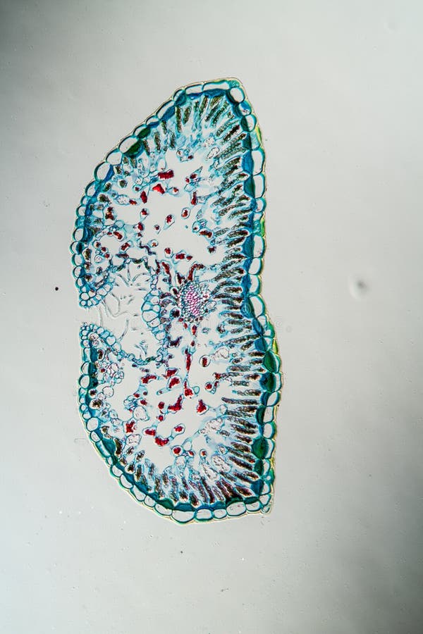 Heather Leaf Cross Section Under the Microscope, Stock Image - Image of ...